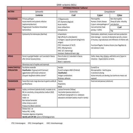 Gram negative bacilli | PPT