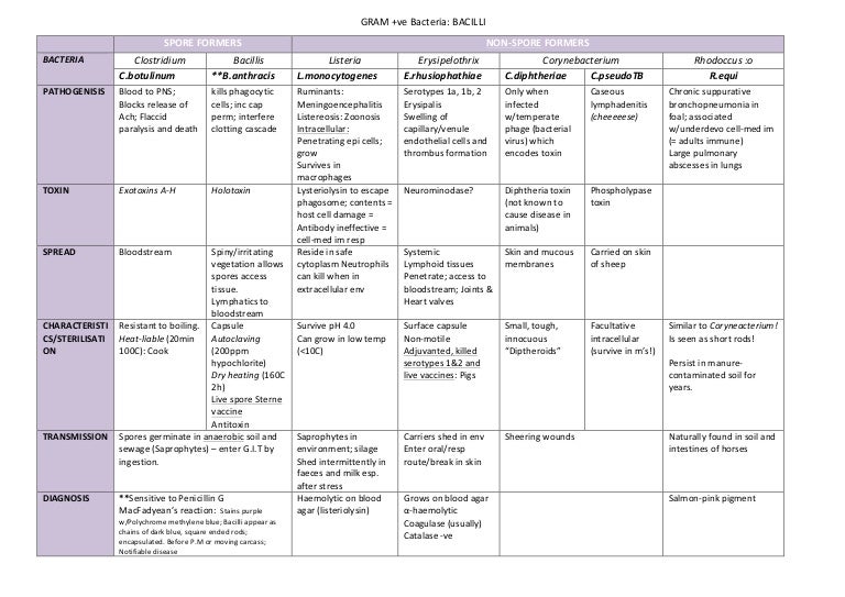 Gram positive bacilli