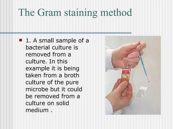 Gram’s staining | PPT