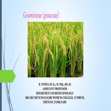 Poaceae | PPTX