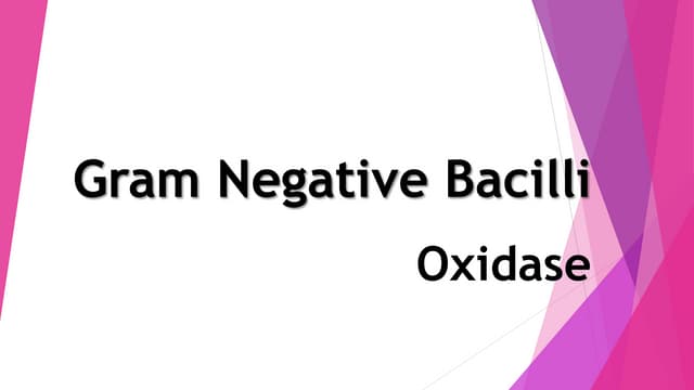 Bacteria Gram-positive Bacilli | PPTX
