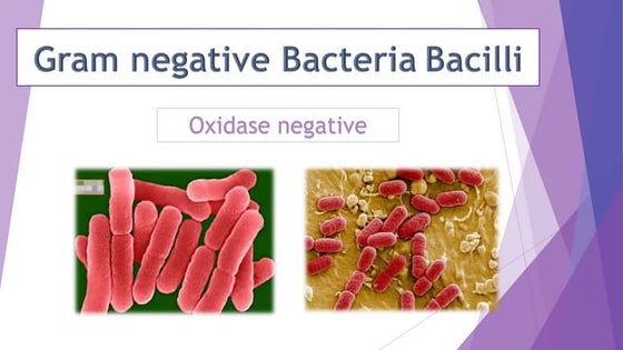 Gram negative bacilli | PPTX
