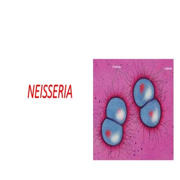 Gram negative cocci (Neisseria spp), 23J_2026.pdf