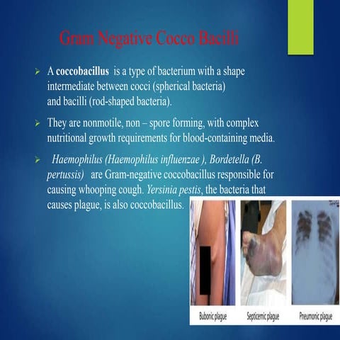 Gram Negative Cocco Bacilli.pptx
