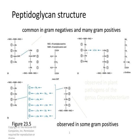 Gram_positive___Ch 21.ppt | Biological Sciences | Science