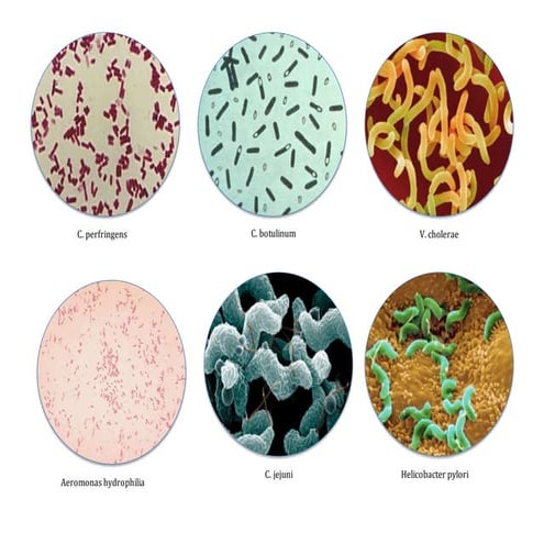 Bacteriology | DOCX