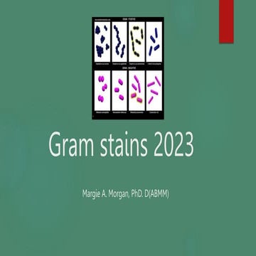 Gram Stain 2023 | PPT