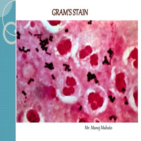 Gram stain by manoj | PPTX