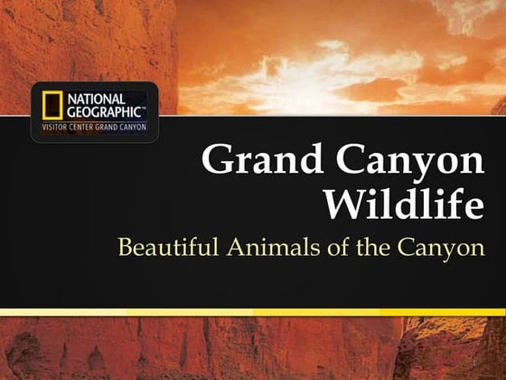 Grand Canyon Water Rafting Tours | PPT