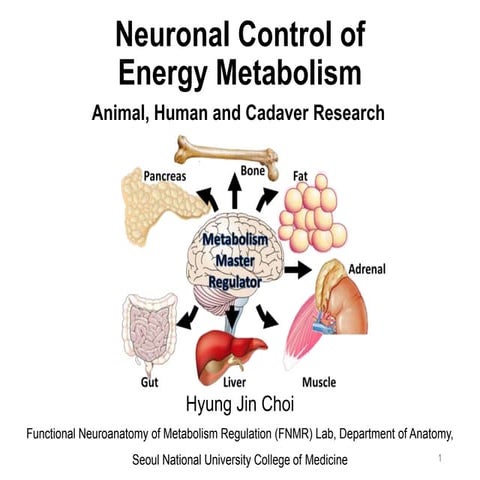 Neuronal Control of Energy Metabolism | PPTX