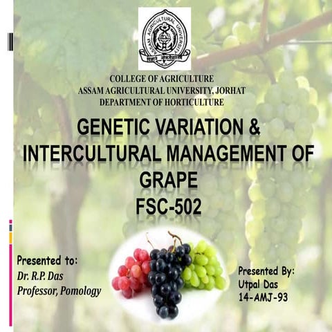 Grapes - Dr. Mahesh Ghuge | PPTX