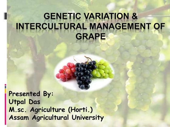 Grapes(vitis vinifera) ppt | PPTX | Agriculture | Industries