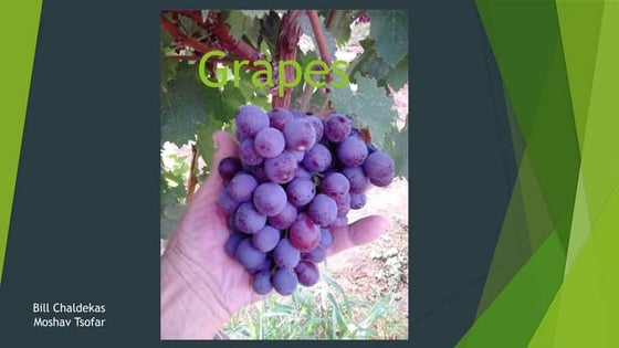 Training in Grapes.pptx