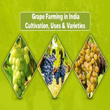 Grape Farming in India cultivation, uses & varieties | PPTX