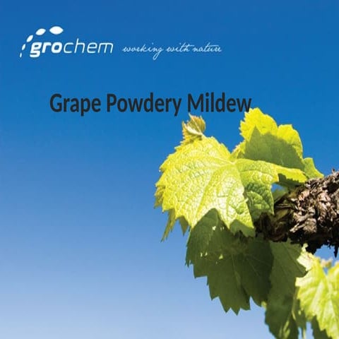 Nordox Fungicides for Grape Powdery mildew France.pptx