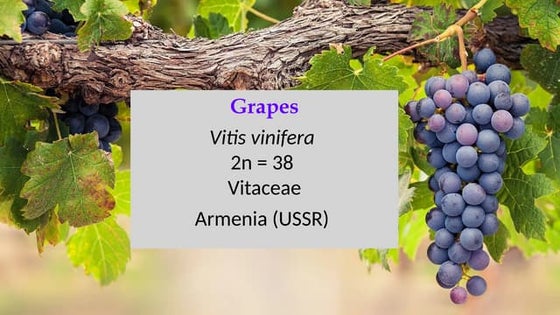 Training in Grapes.pptx