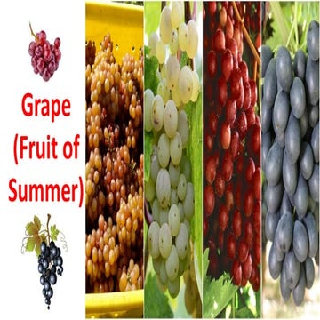 Grapes | PPT