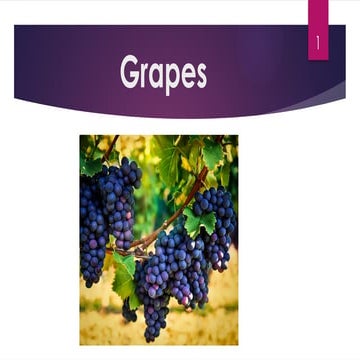 production technology of the Grapes.pptx