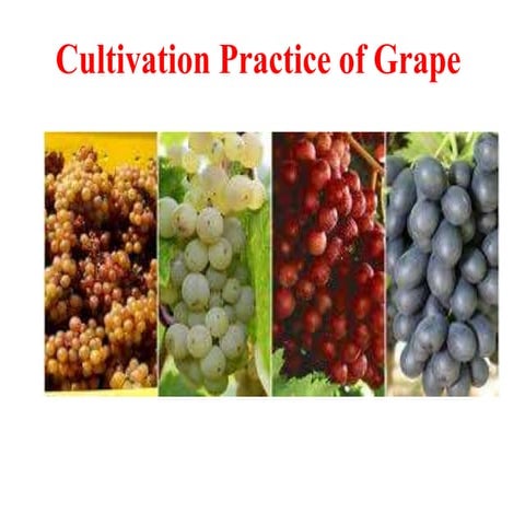 Cultivation practice of Grape in Nepal.pptx