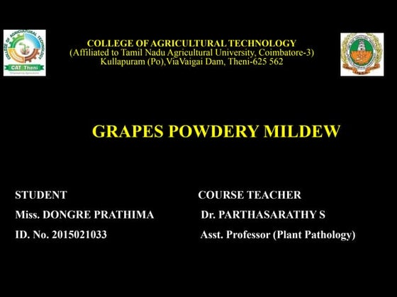 Pest and diseases of cocoa (presentation) | PPT