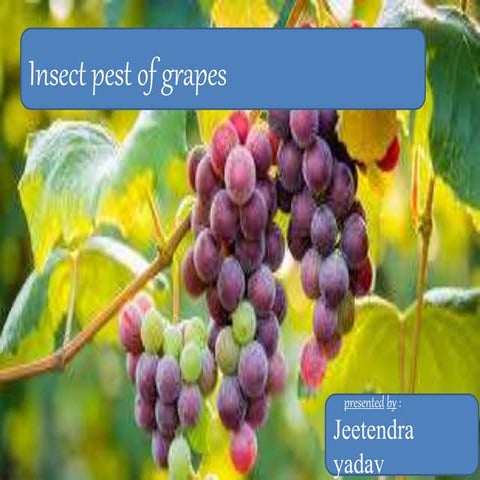 Grapes presentation | PPTX