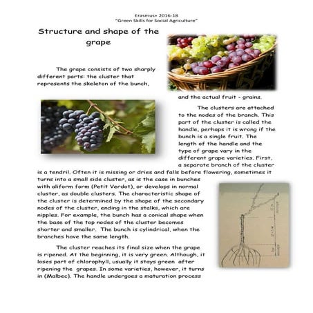 Grape | PDF