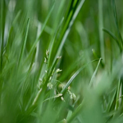 Gras | PDF