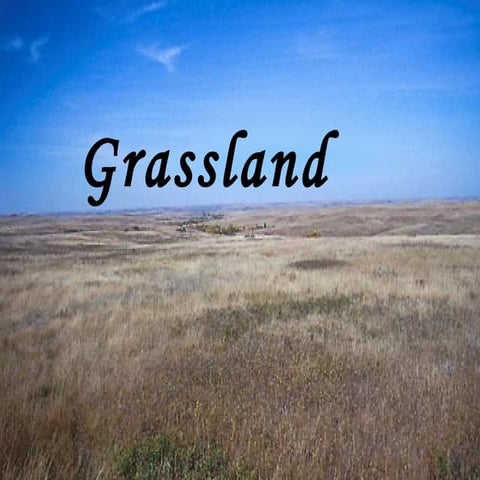 Grassland | PPT