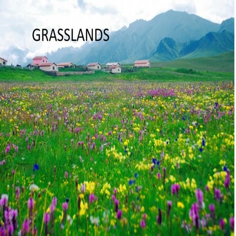 Grassland | PPT