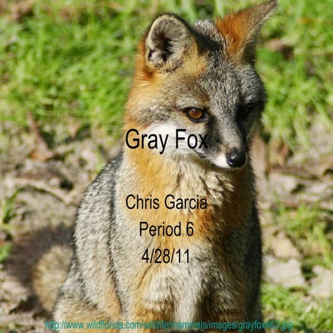 chris garcia gray fox biology | PPT