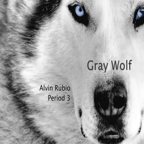 Gray Wolf | PPT