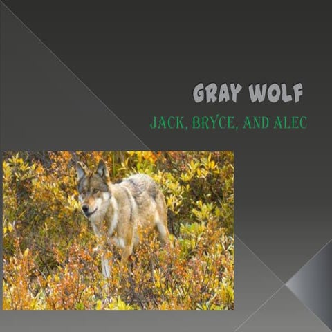 Gray wolf | PPT