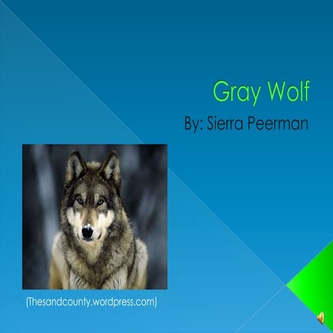 Gray wolf | PPTX