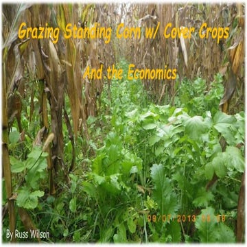 Grazing corn | PPT