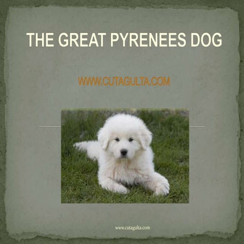 Great pyrenees | PPTX