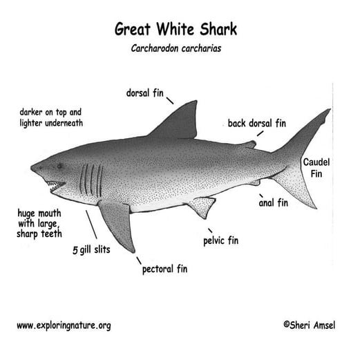 Great white shark anatomy handout | PDF
