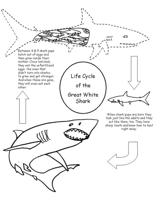 Aplee tree lifecycle | PPT