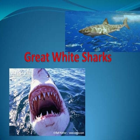 Great white sharks | PPTX