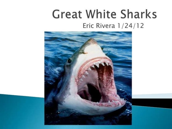 The great white shark | PPT