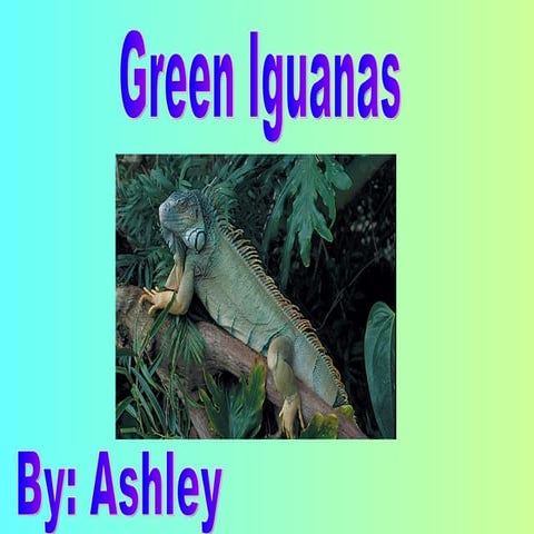 Green Iguanas | PPT