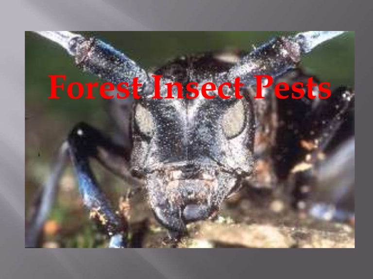 Forest Pests