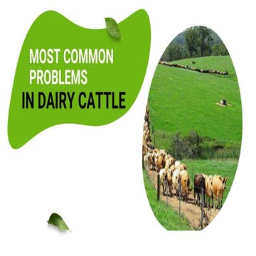 Most common health problems in dairy cattle | PPTX
