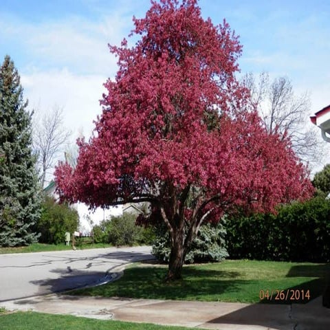 Green fields song- The brother four | PPS