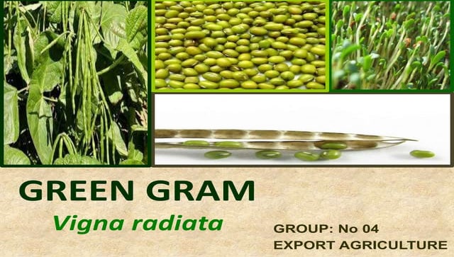 Green Gram Plant Diagram