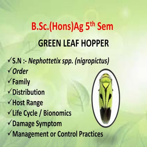 Morphology of nematodes | PPTX