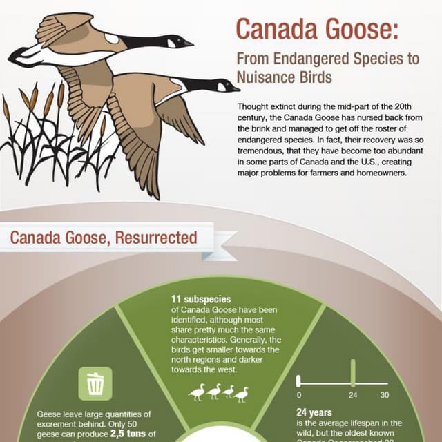 Canada Goose : From Endangered Species to Nuisance Birds | PDF