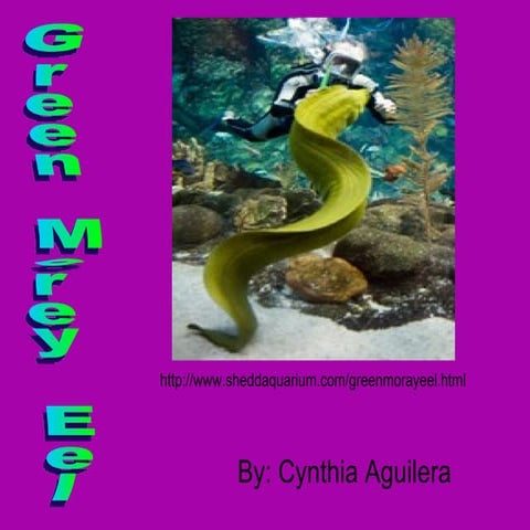 Green Moray E El | PPT
