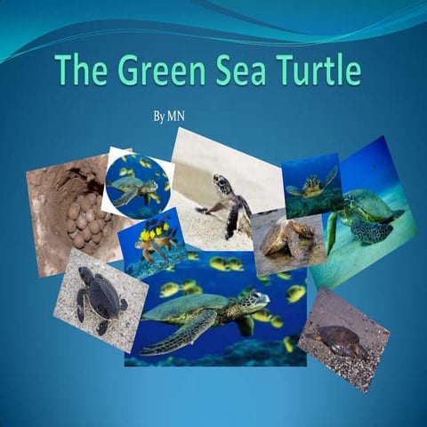 Green Sea Turtles MN | PPT