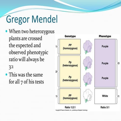 Gregor Mendel Genetics | PPT