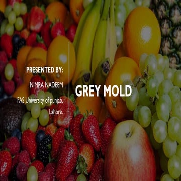Grey mold | PDF